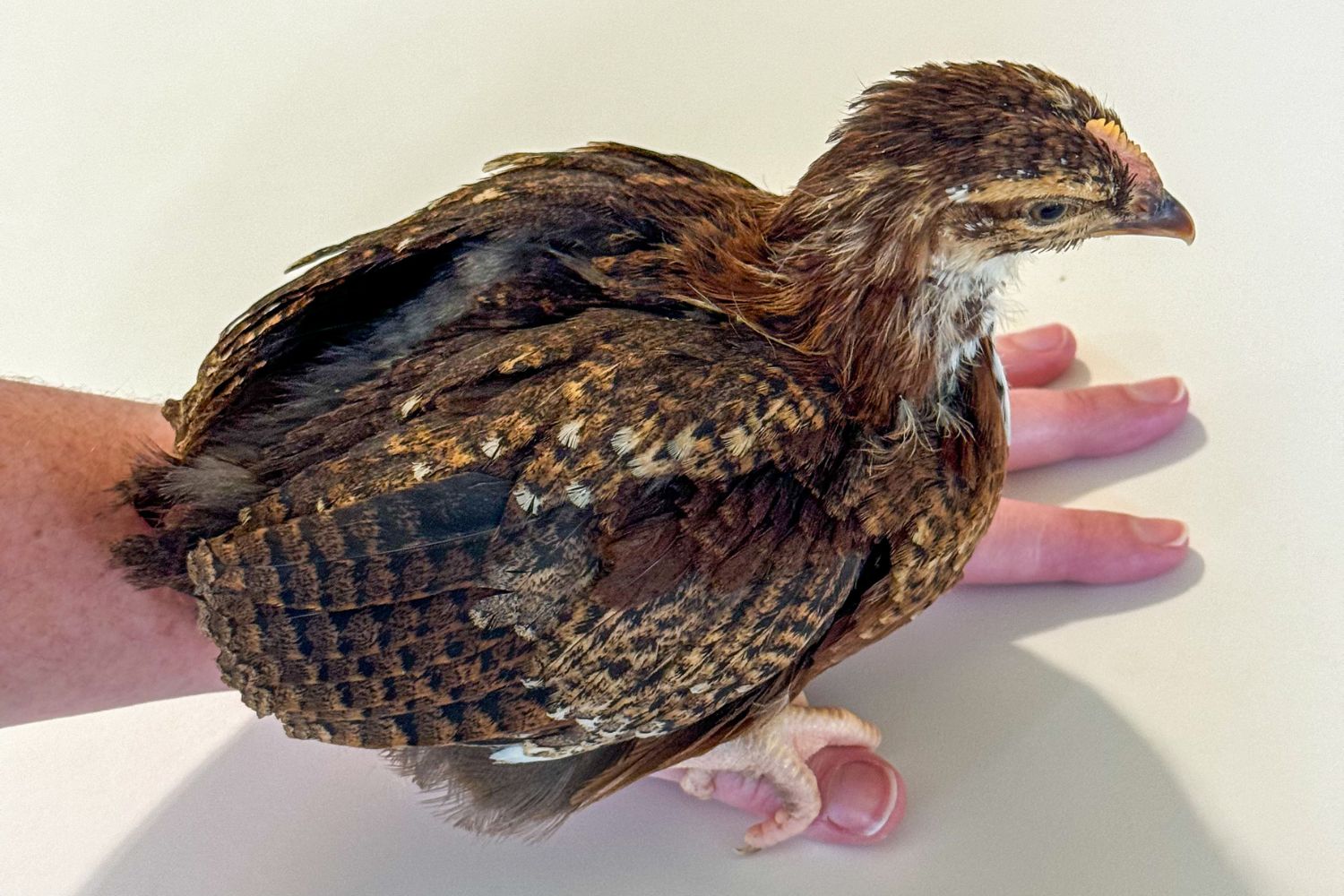 Raising Baby Chicks: What I Wish I Knew Beforehand | Every Purpose Home