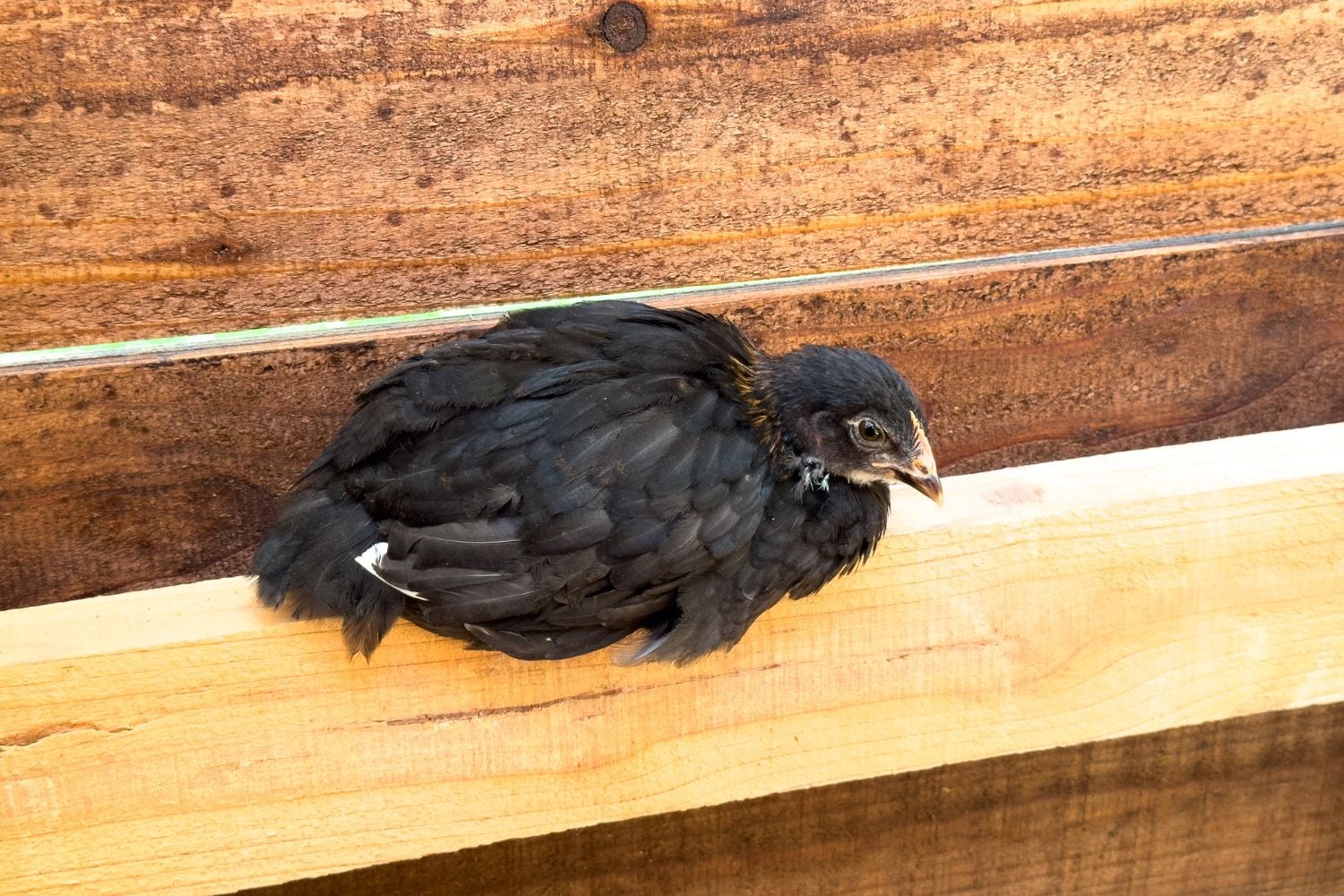 Raising Baby Chicks What I Wish I Knew Beforehand Every Purpose Home